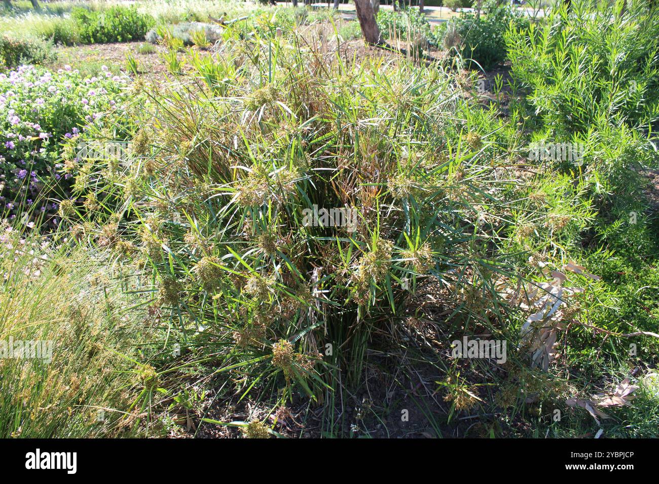 Umbrella papyrus (Cyperus alternifolius flabelliformis) Plantae Stock ...