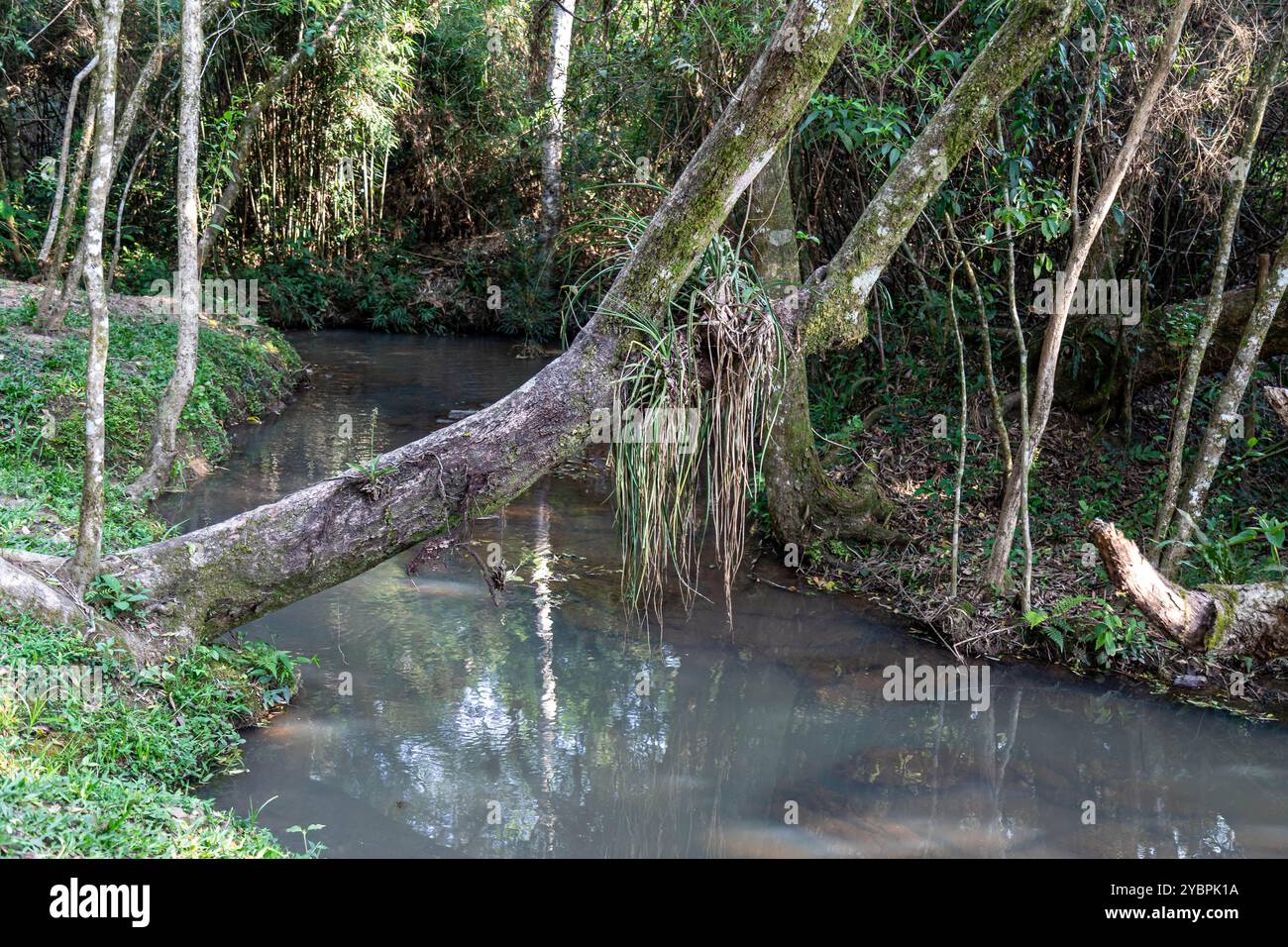 Natural wild landscape of the Atlantic Forest and Brazilian rainforest ...