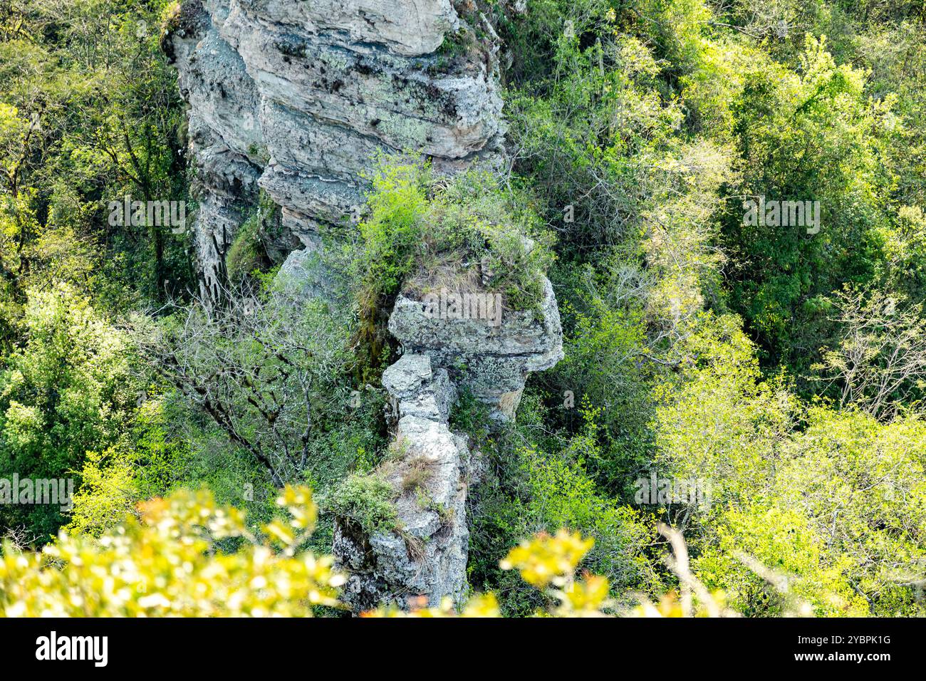 Natural wild landscape of the Atlantic Forest and Brazilian rainforest ...