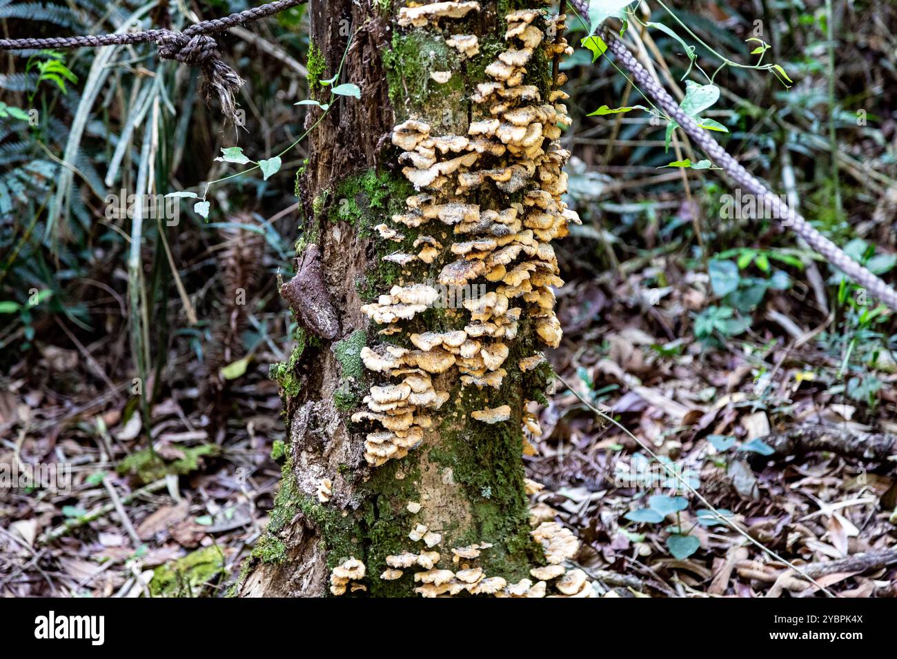 Natural wild landscape of the Atlantic Forest and Brazilian rainforest ...