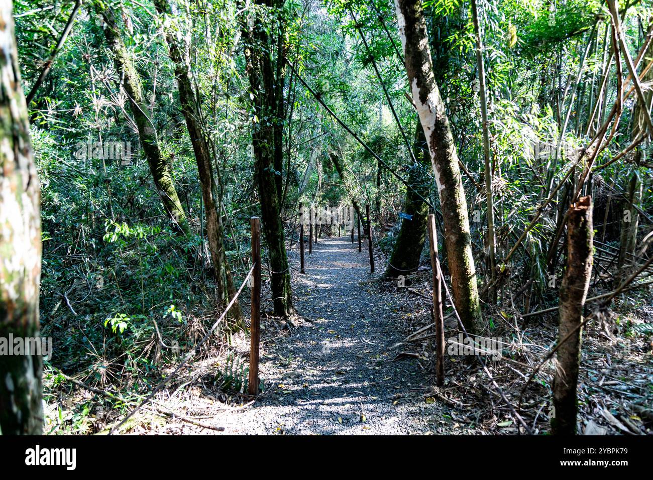 Natural wild landscape of the Atlantic Forest and Brazilian rainforest ...
