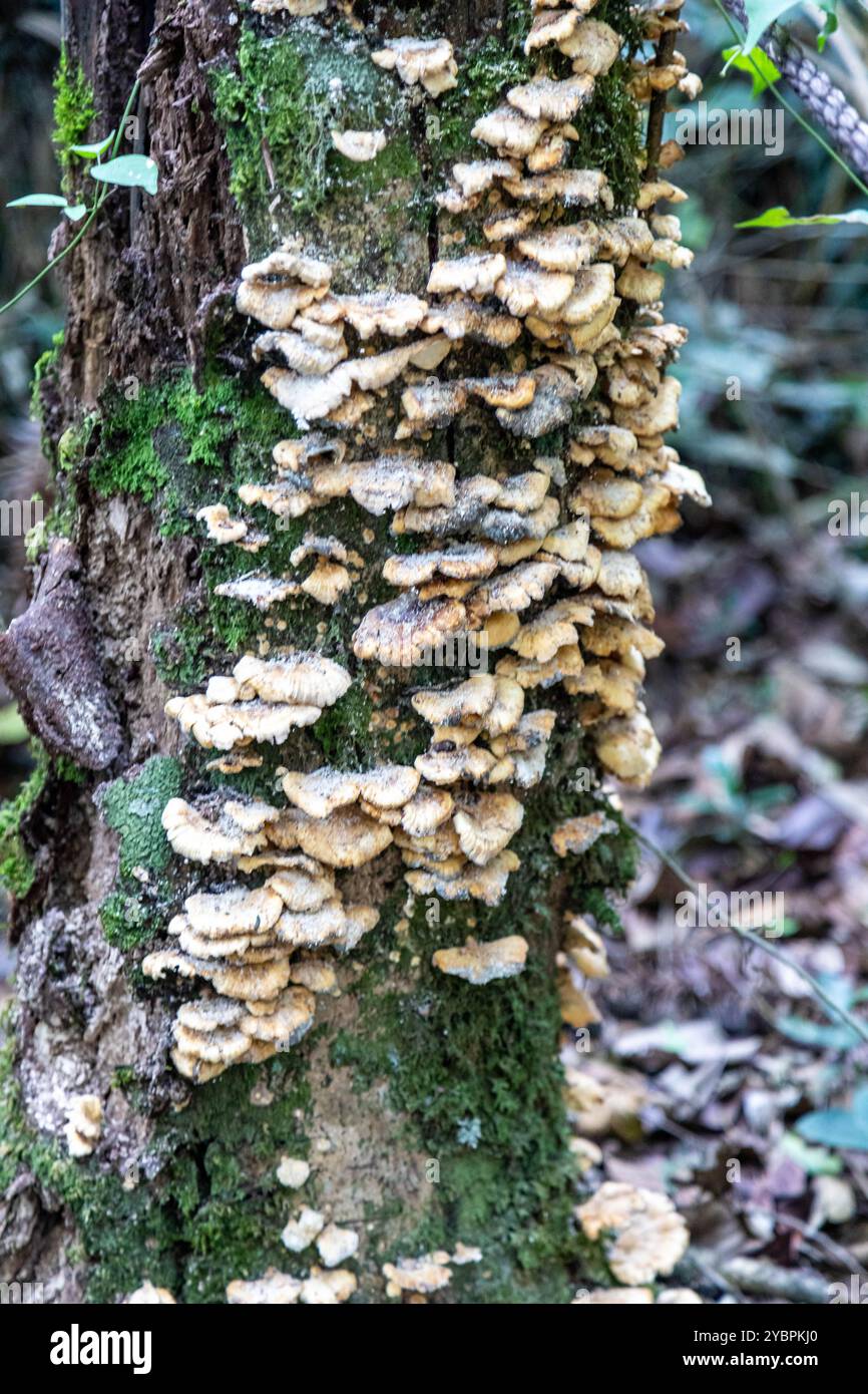 Atlantic forest biodiversity hi-res stock photography and images - Alamy