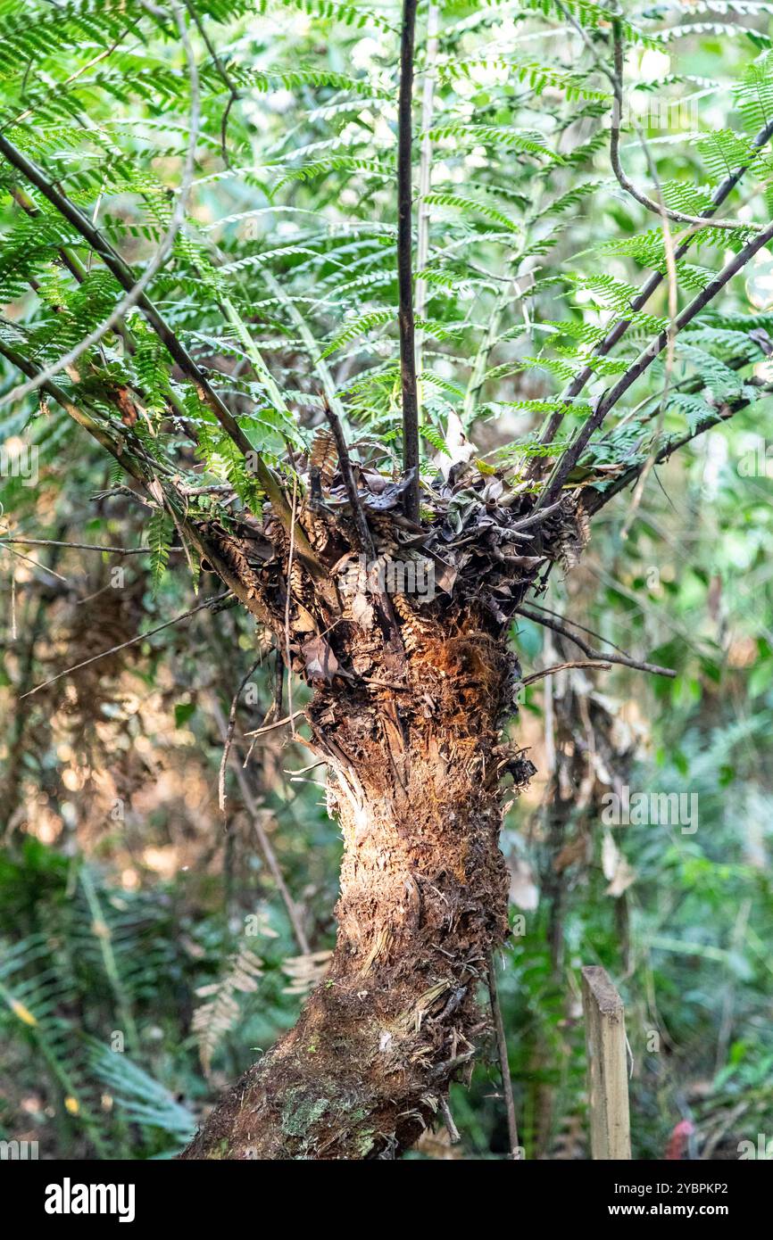 Natural wild landscape of the Atlantic Forest and Brazilian rainforest ...