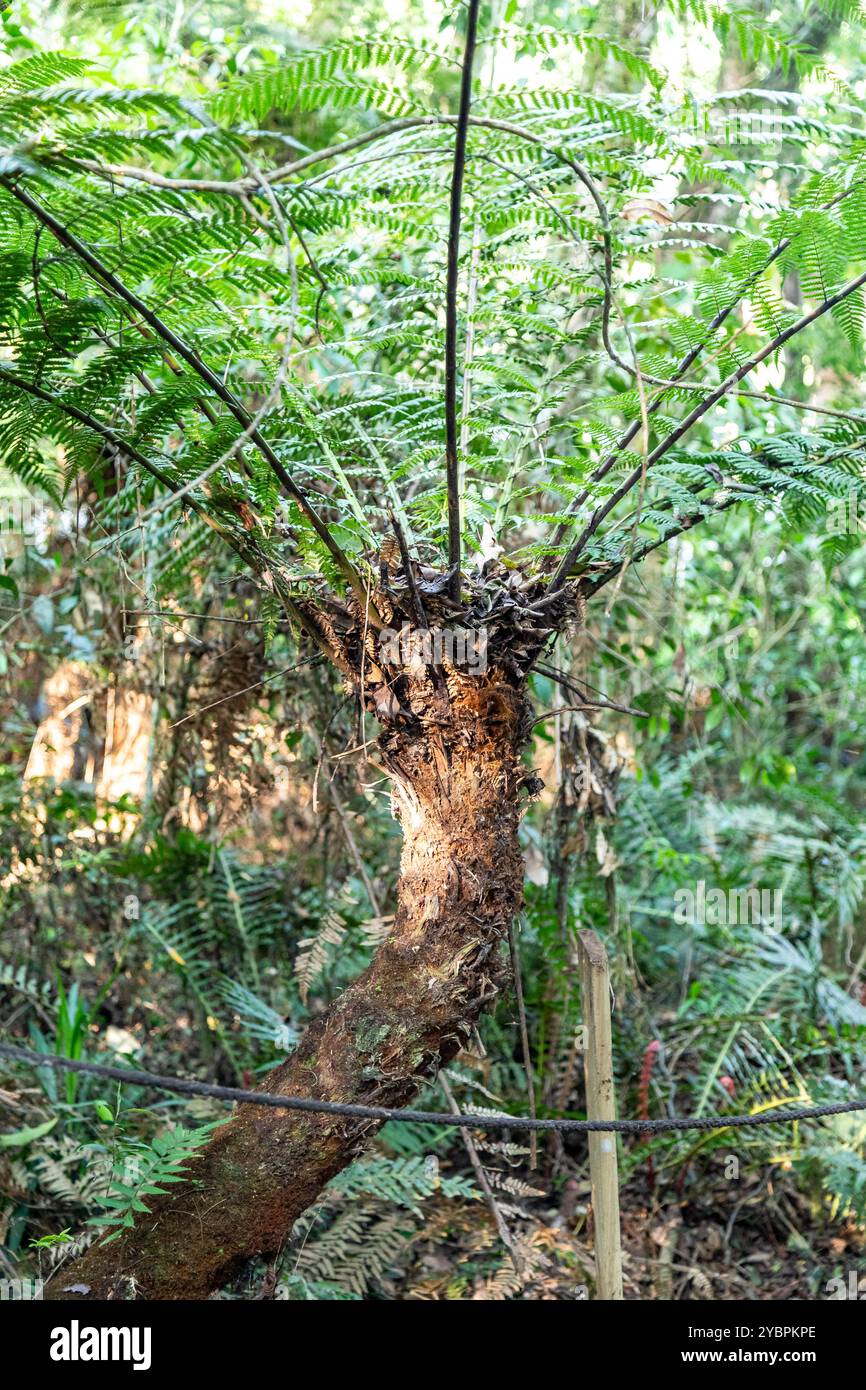 Natural wild landscape of the Atlantic Forest and Brazilian rainforest ...