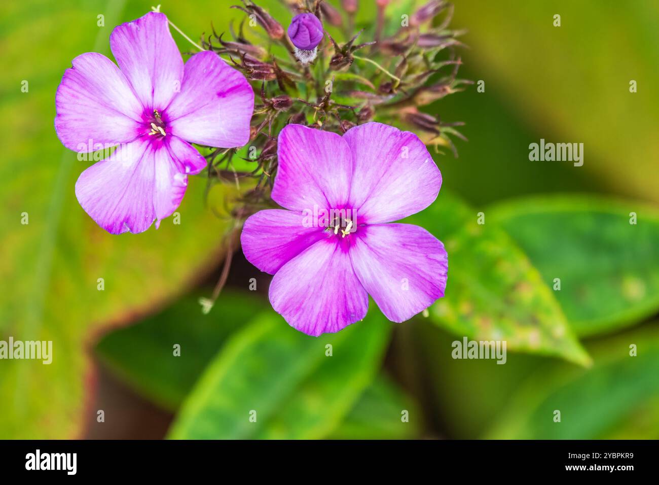 Pink phlox flowers. Phlox paniculata. Flowering herbaceous plants ...