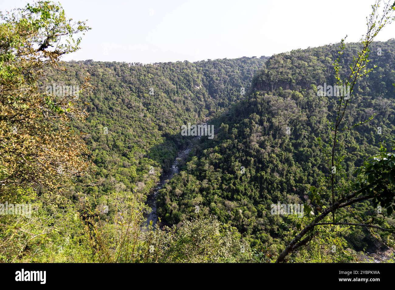 Natural wild landscape of the Atlantic Forest and Brazilian rainforest ...