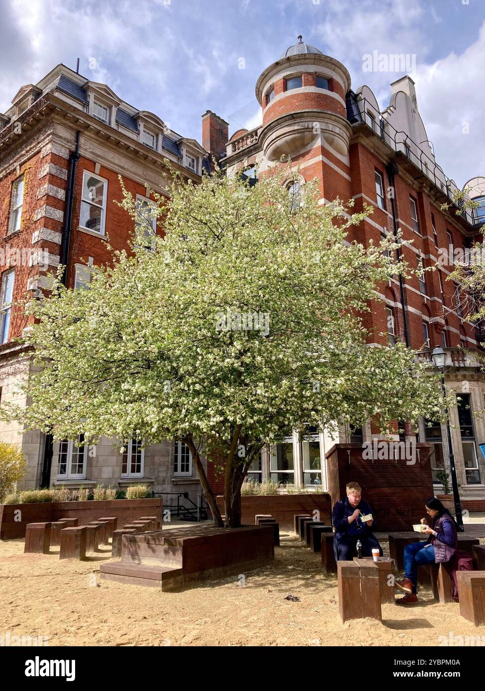 A Japanese Snowbell plant (Styrax japonicus) in memorial garden in ...