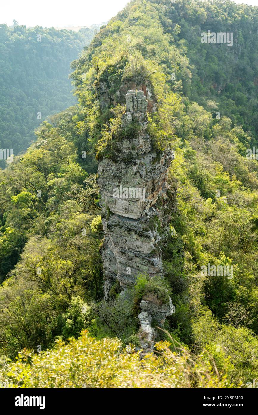 Natural wild landscape of the Atlantic Forest and Brazilian rainforest ...