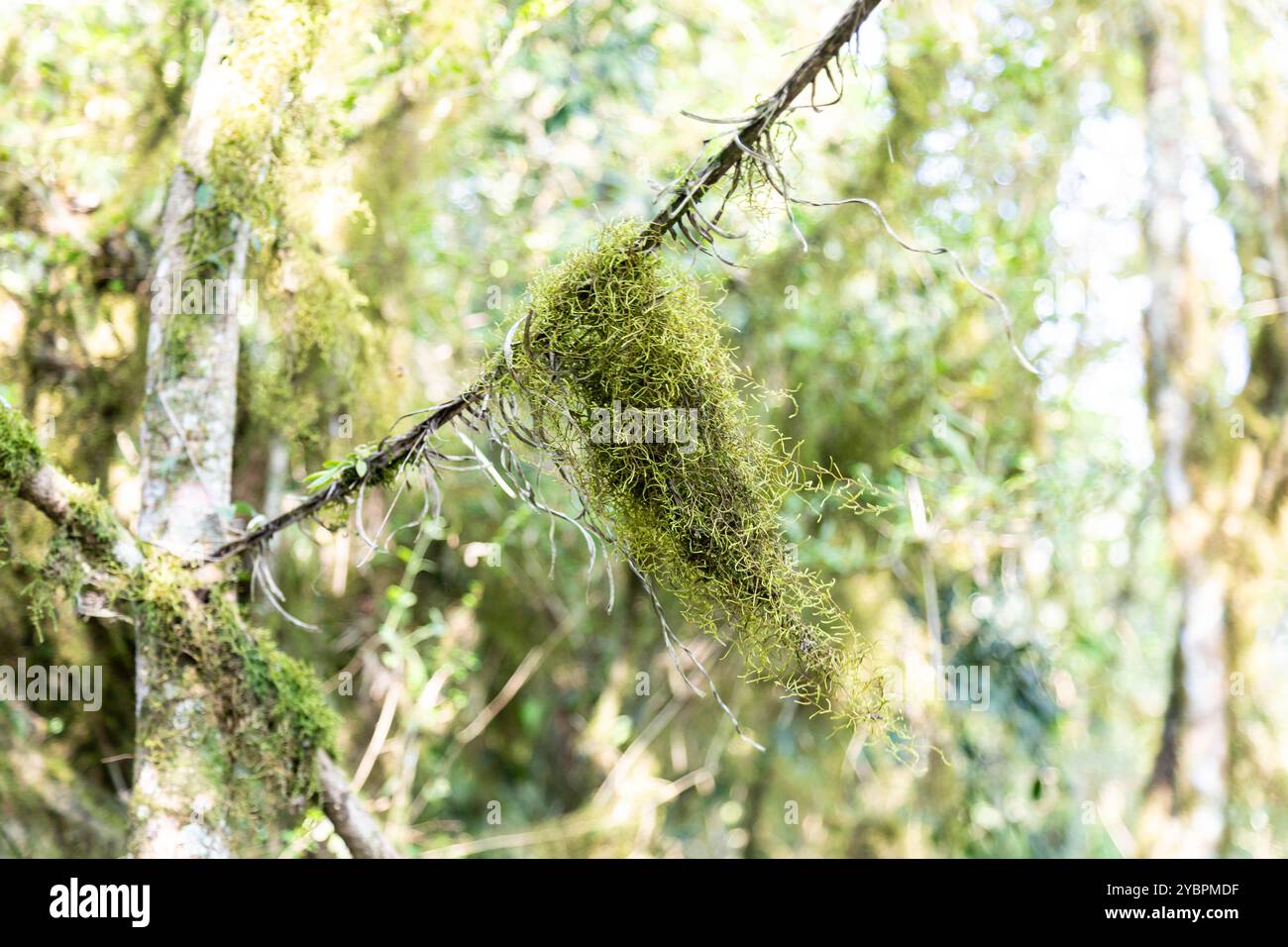 Natural wild landscape of the Atlantic Forest and Brazilian rainforest ...