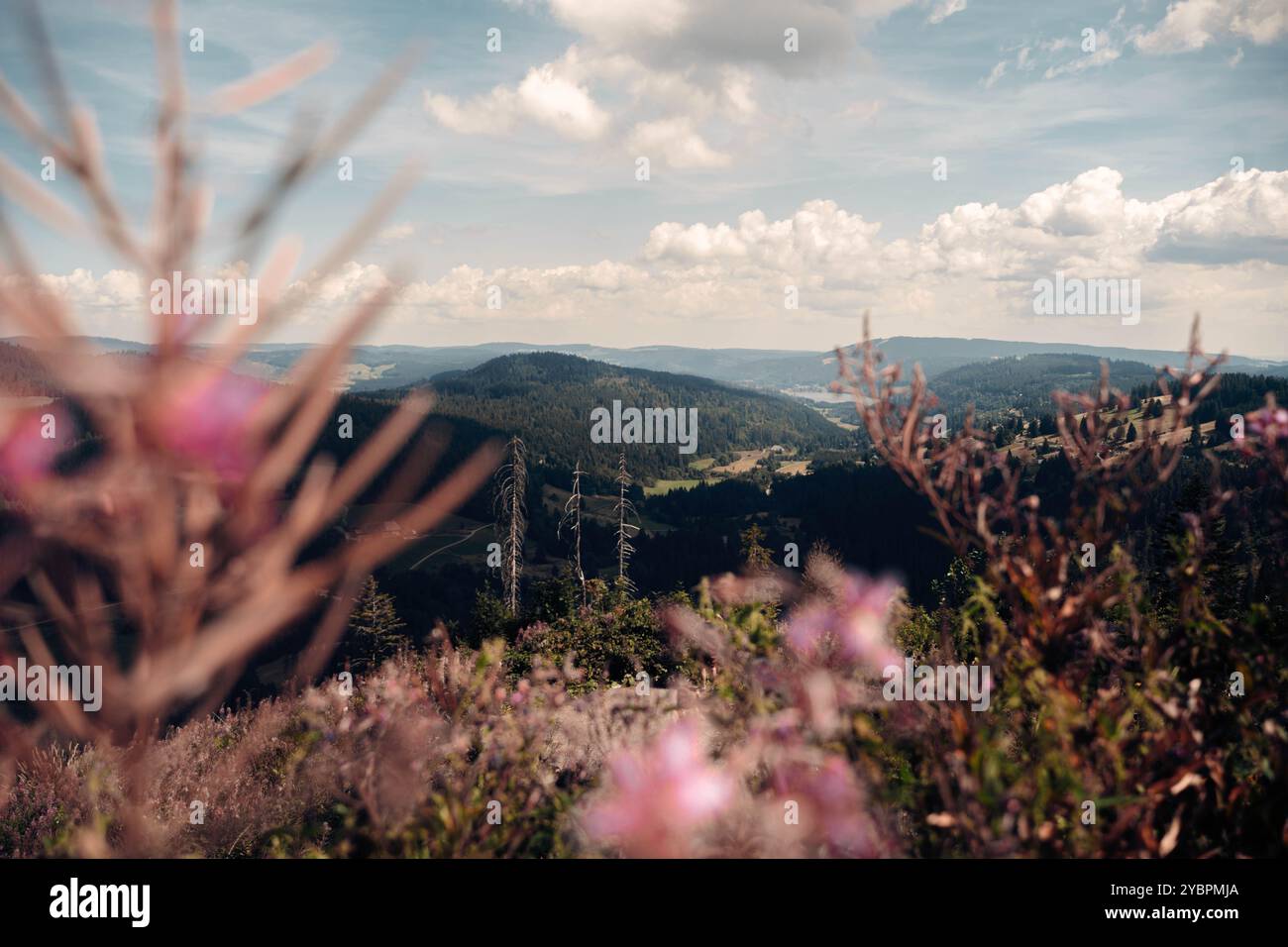 Shot on the 23rd of August 2023 on a family holiday in the Black Forest ...