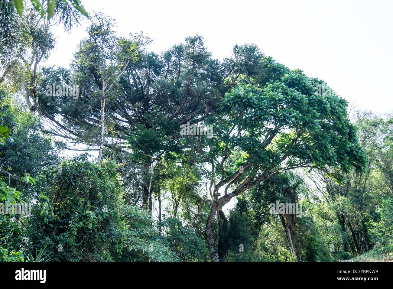 Natural wild landscape of the Atlantic Forest and Brazilian rainforest ...
