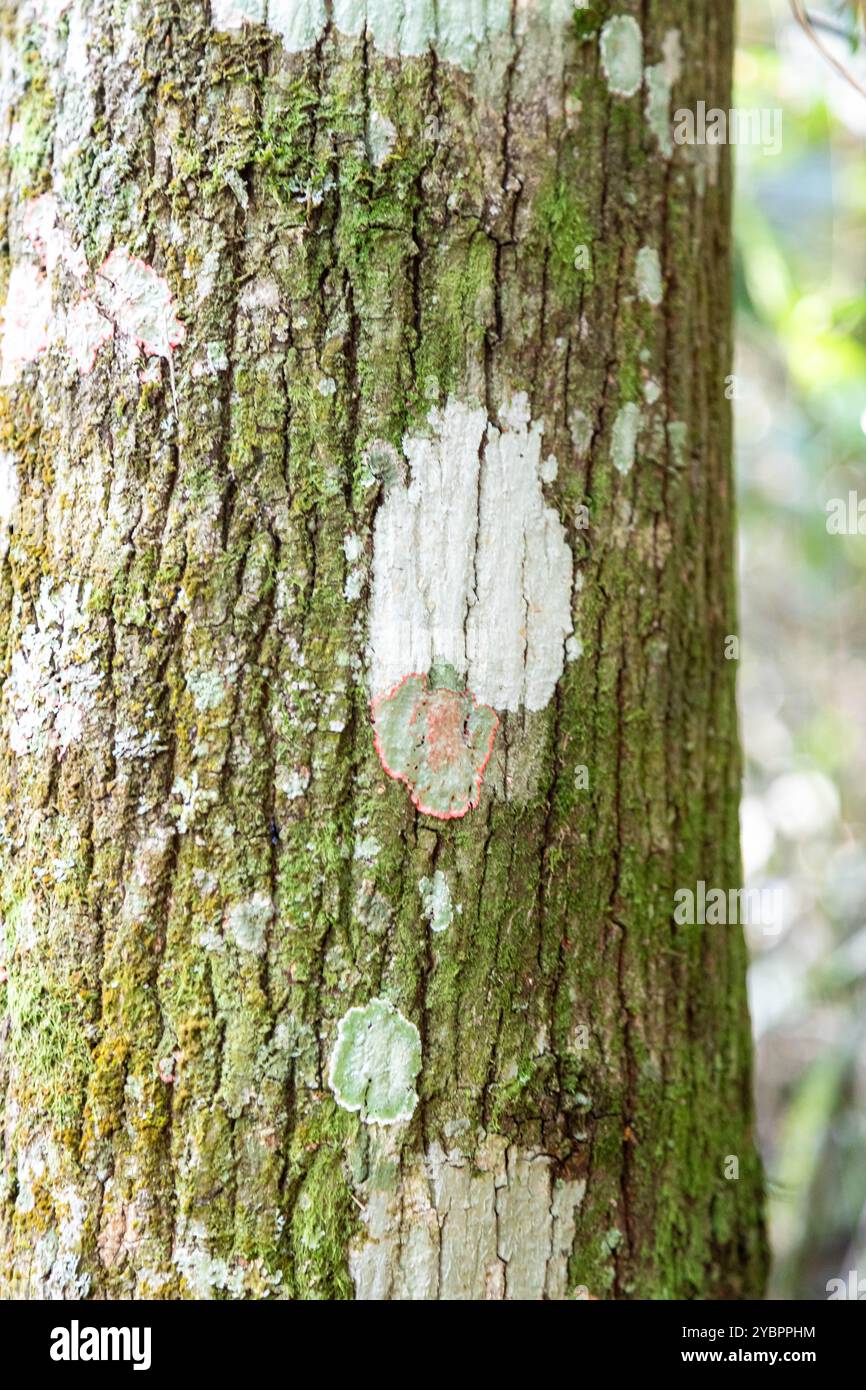 Natural wild landscape of the Atlantic Forest and Brazilian rainforest ...