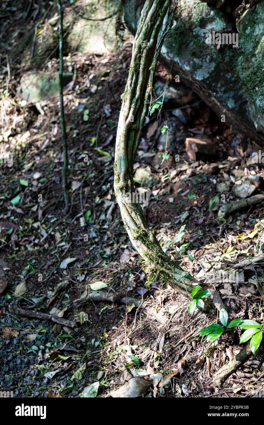 Natural wild landscape of the Atlantic Forest and Brazilian rainforest ...