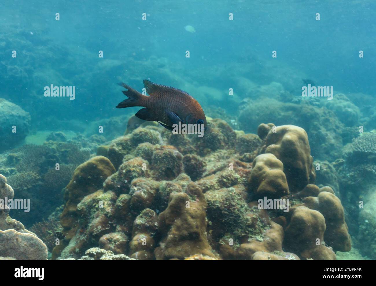 underwater landscape of a coral reef with colorful exotic fish Stock ...