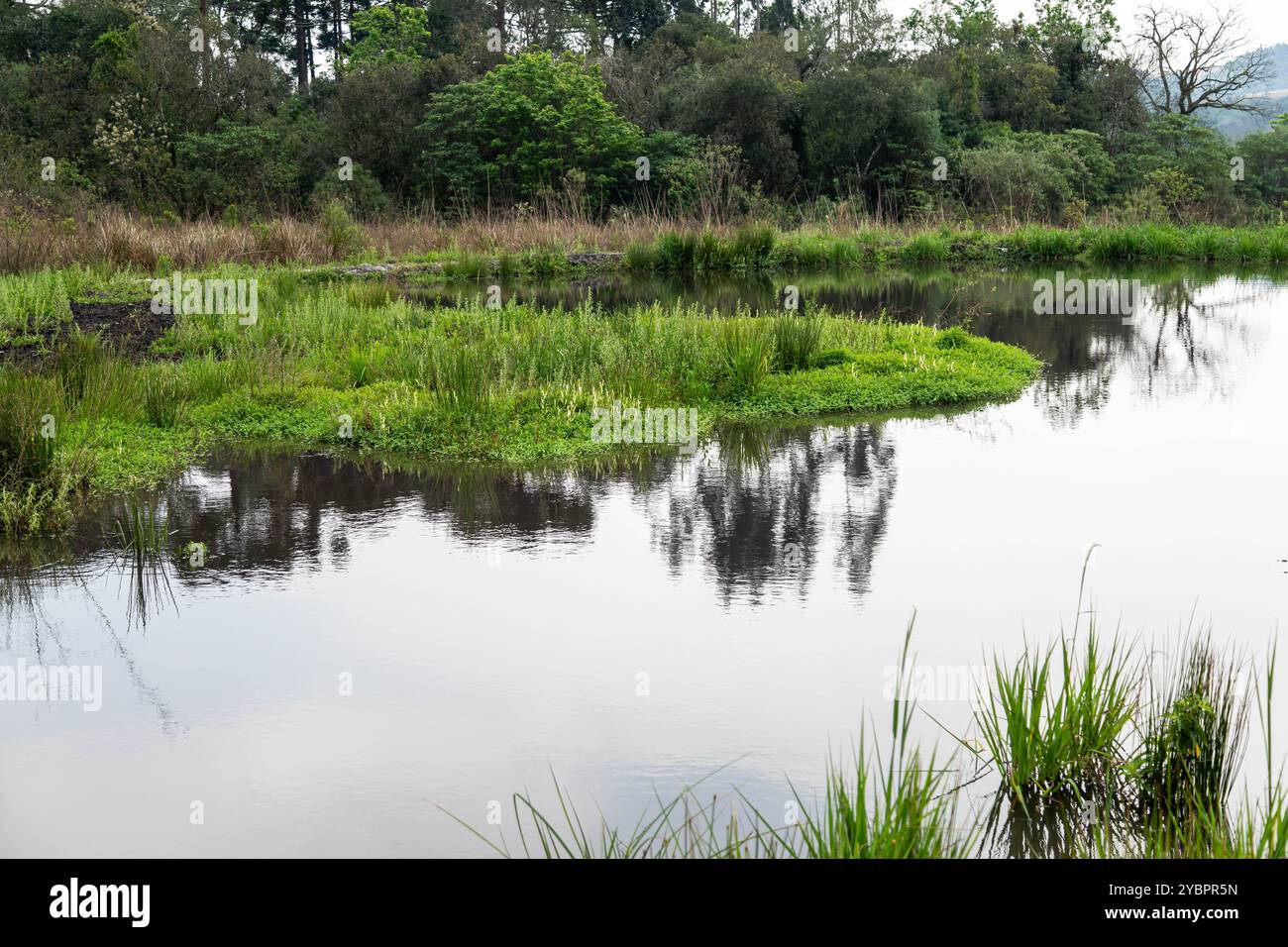 Natural wild landscape of the Atlantic Forest and Brazilian rainforest ...
