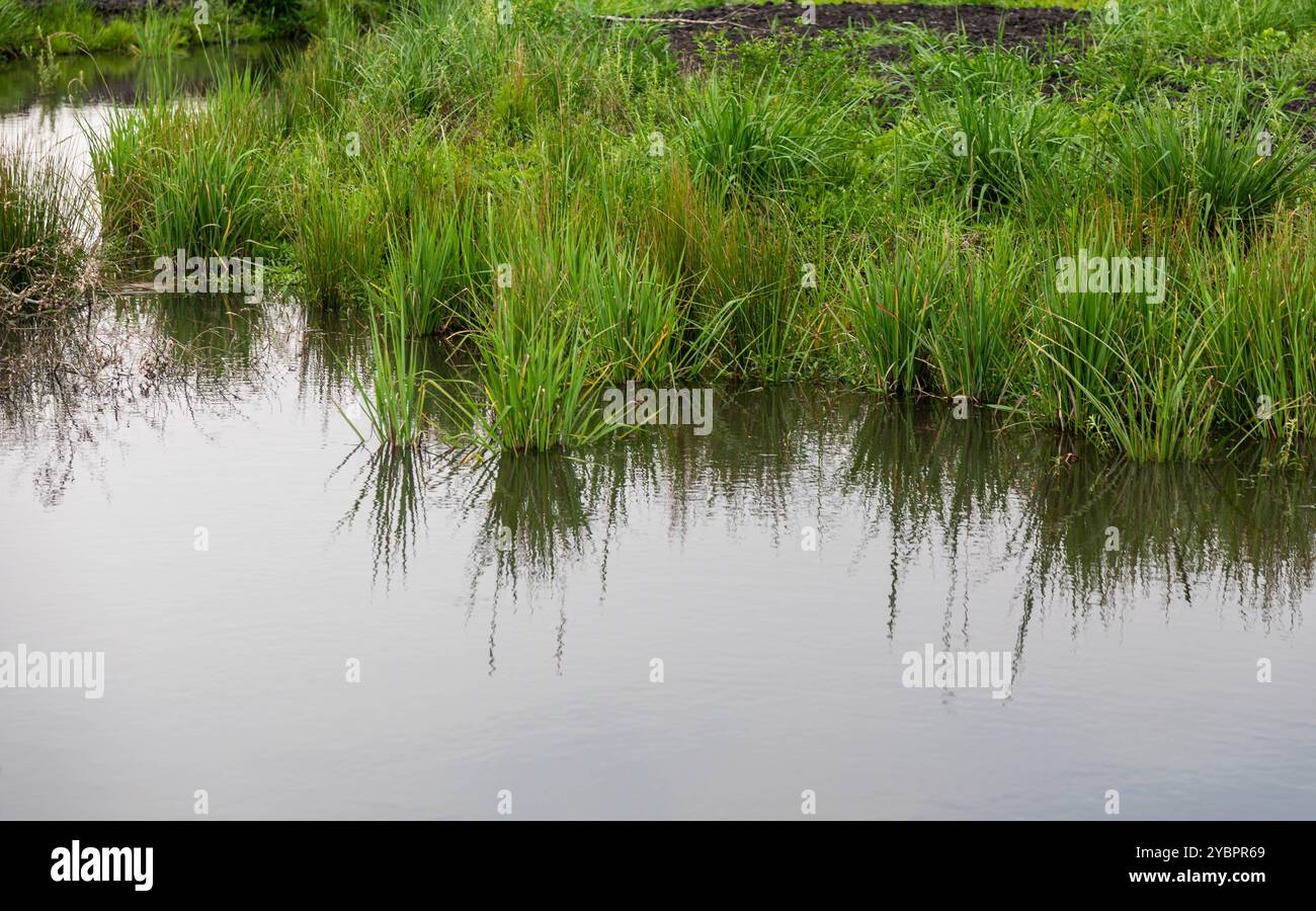 Natural wild landscape of the Atlantic Forest and Brazilian rainforest ...