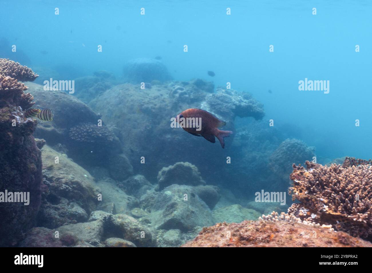 Tropical coral reef bottom underwater hi-res stock photography and ...