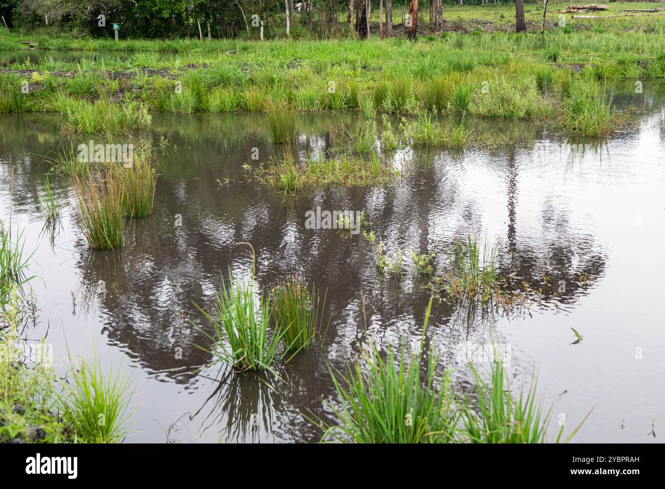 Natural wild landscape of the Atlantic Forest and Brazilian rainforest ...