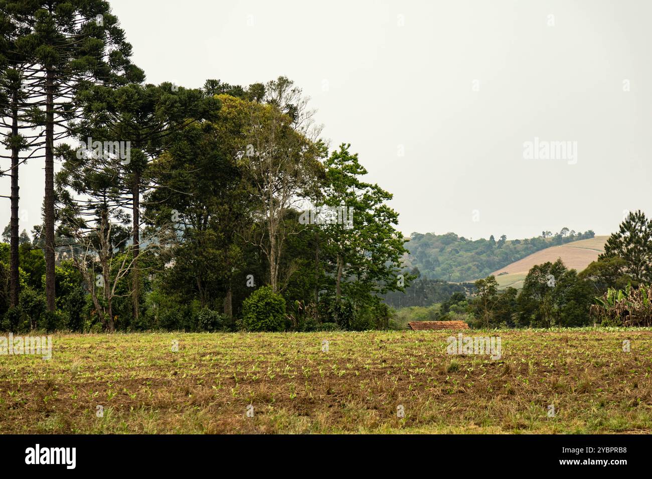 Natural wild landscape of the Atlantic Forest and Brazilian rainforest ...