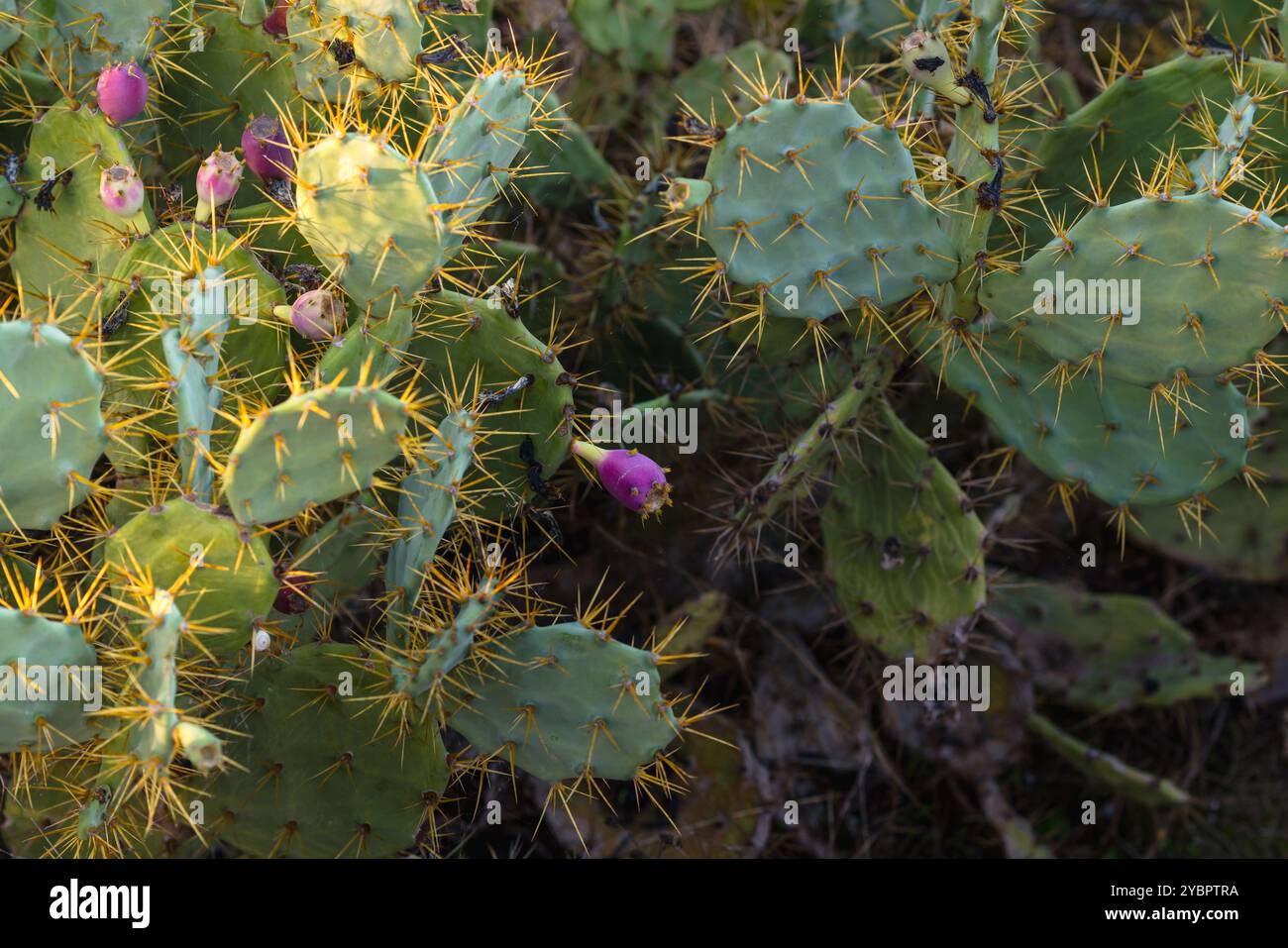 Prickly pear cactus with bright purple fruits and long yellow spines in ...