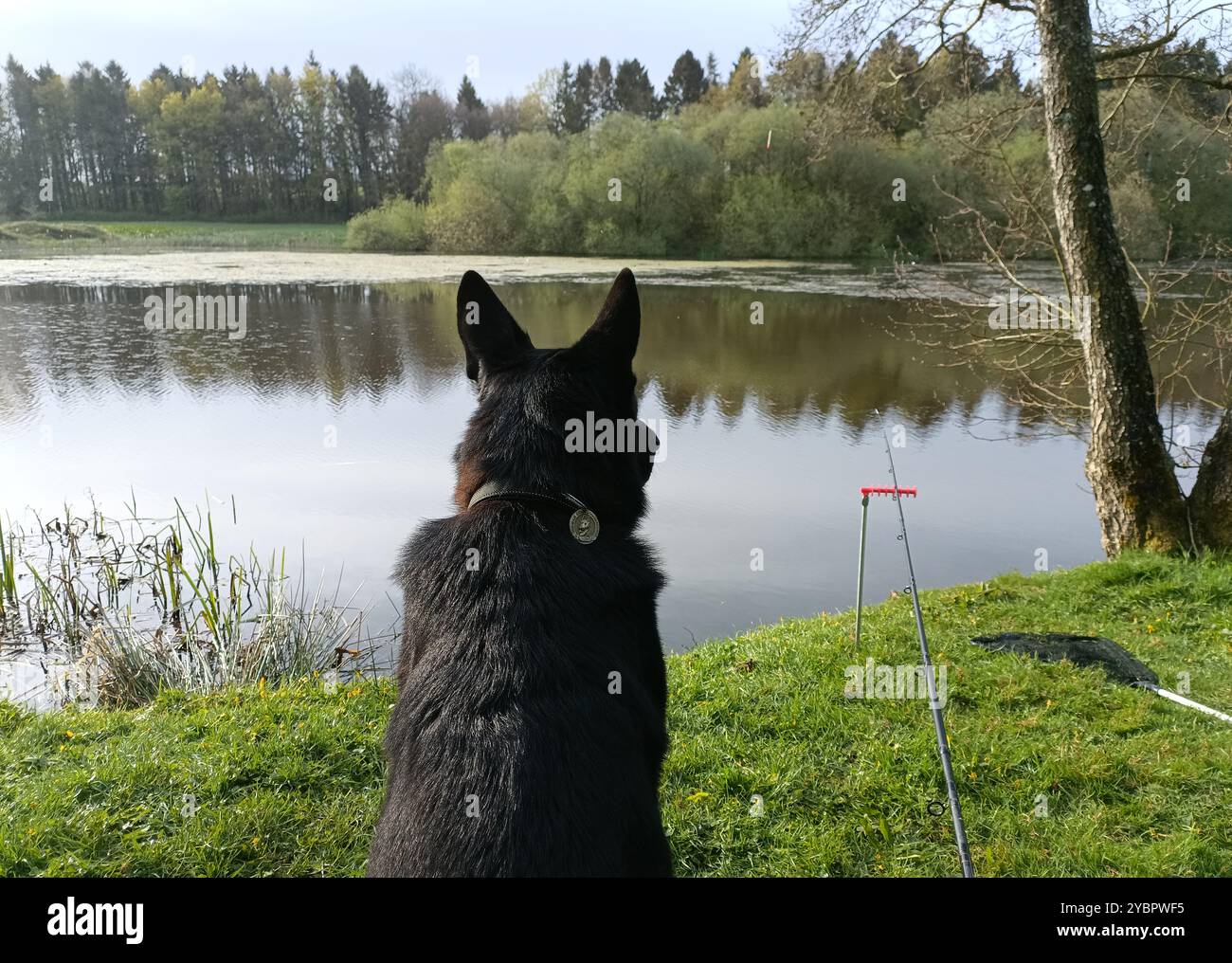 Fishing German shepherd , patience is the key Stock Photo - Alamy