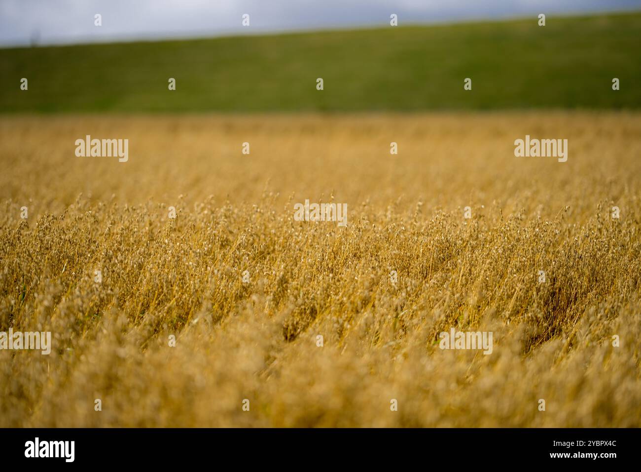 Oat, oatmeal, oats. Background of oat ears. Field landscape. Field of ...