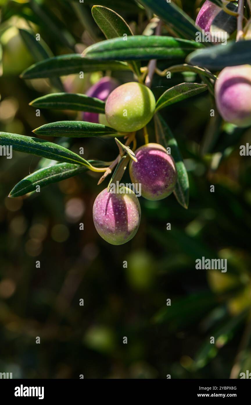 Clusters of olives hang gracefully from lush branches, showcasing a ...