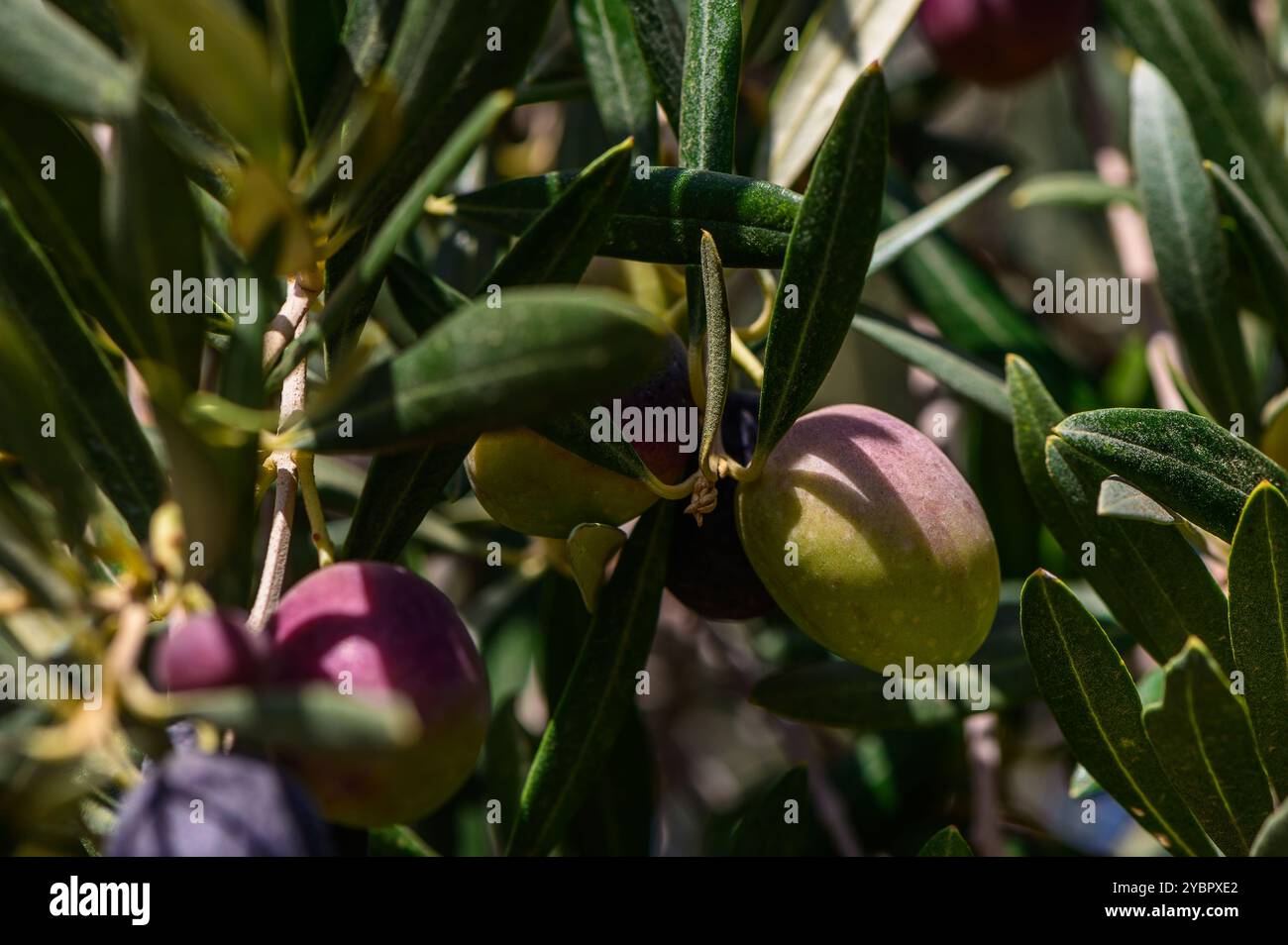 Capturing various growth stages hi-res stock photography and images - Alamy