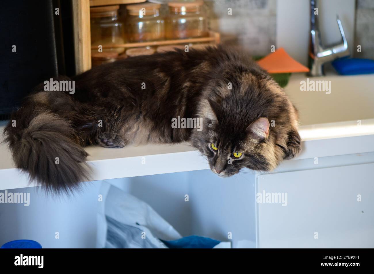 A soft gray cat sprawls comfortably on a kitchen countertop, its yellow ...