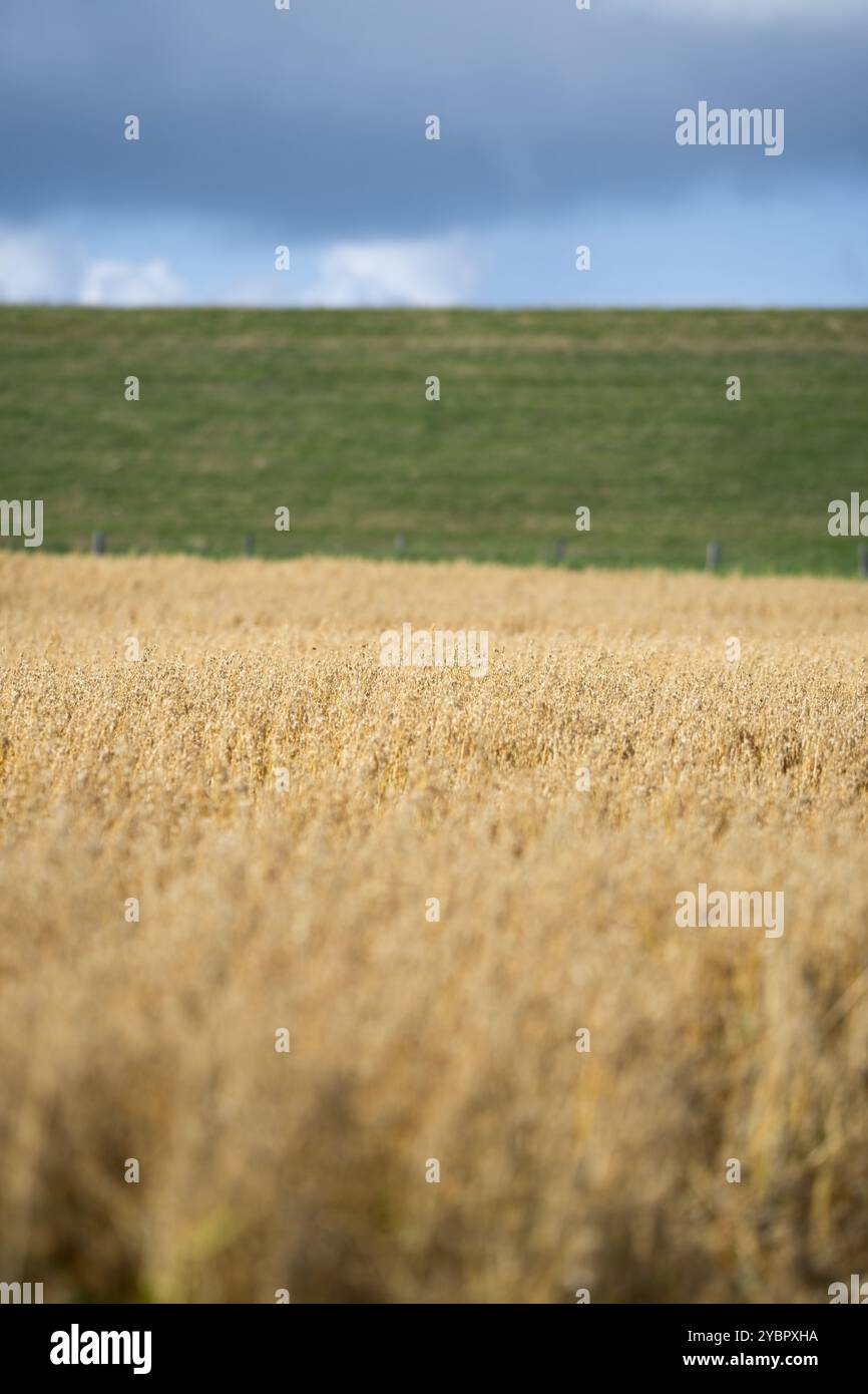 Rural landscape. Oat growing on field. Oat, oatmeal, oats. Ear of oats ...