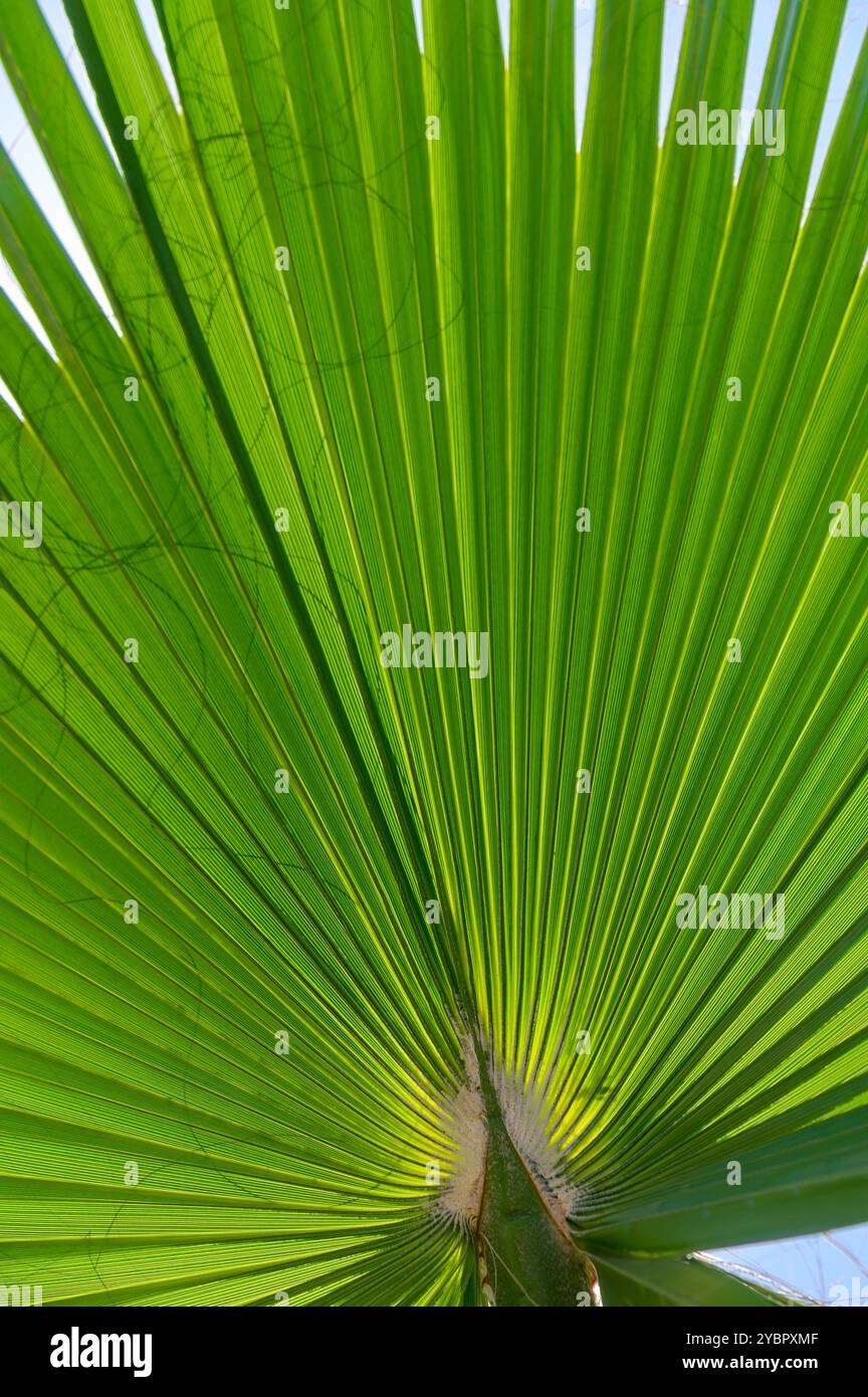 Tropical plants create hi-res stock photography and images - Alamy