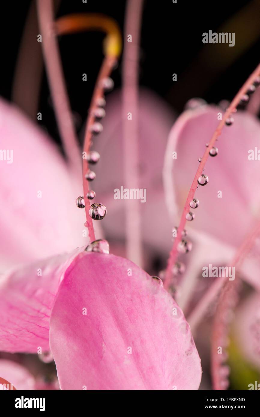 Cleome spinosa, called the spiny spiderflower, is a species of ...