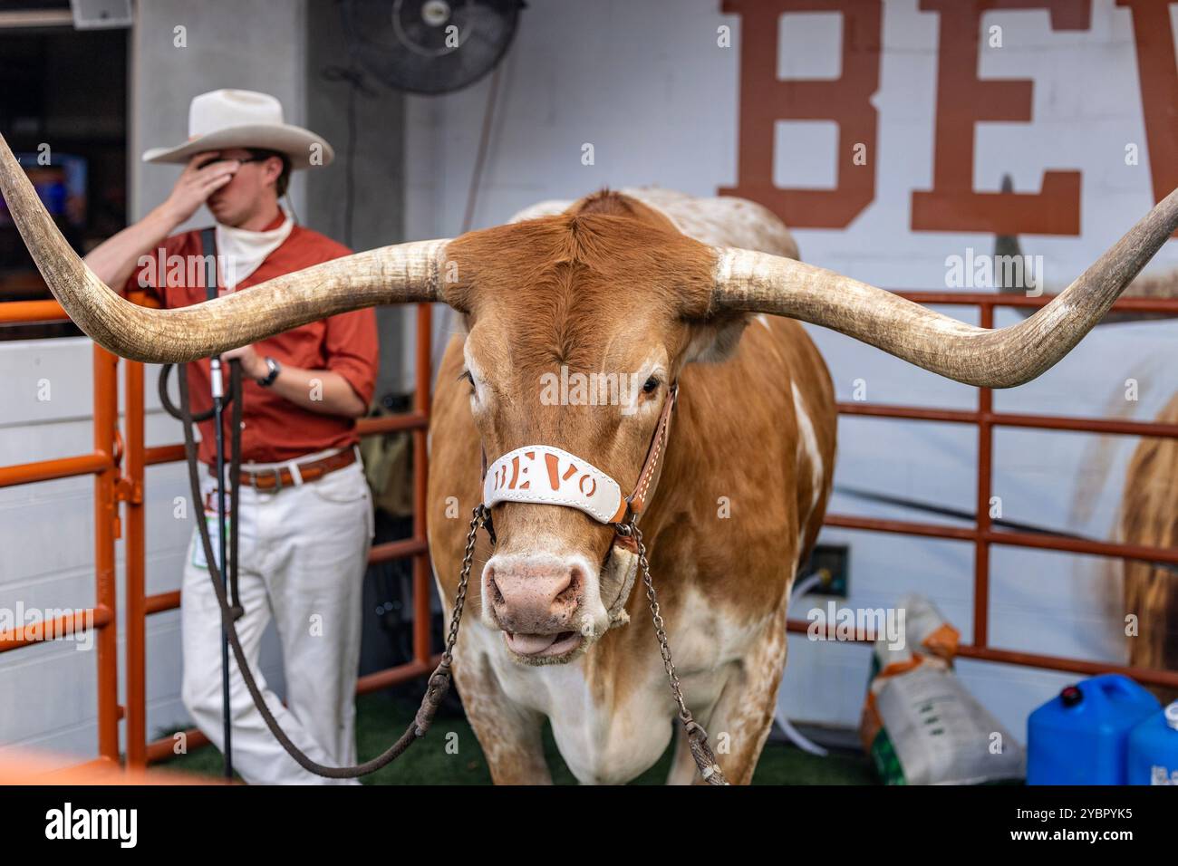 Oct 19, 2024.Bevo the mascot of the Texas Longhorns before the game vs ...