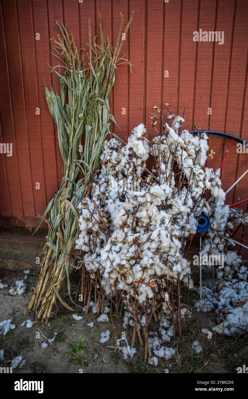 Organic cotton plants field hi-res stock photography and images - Alamy