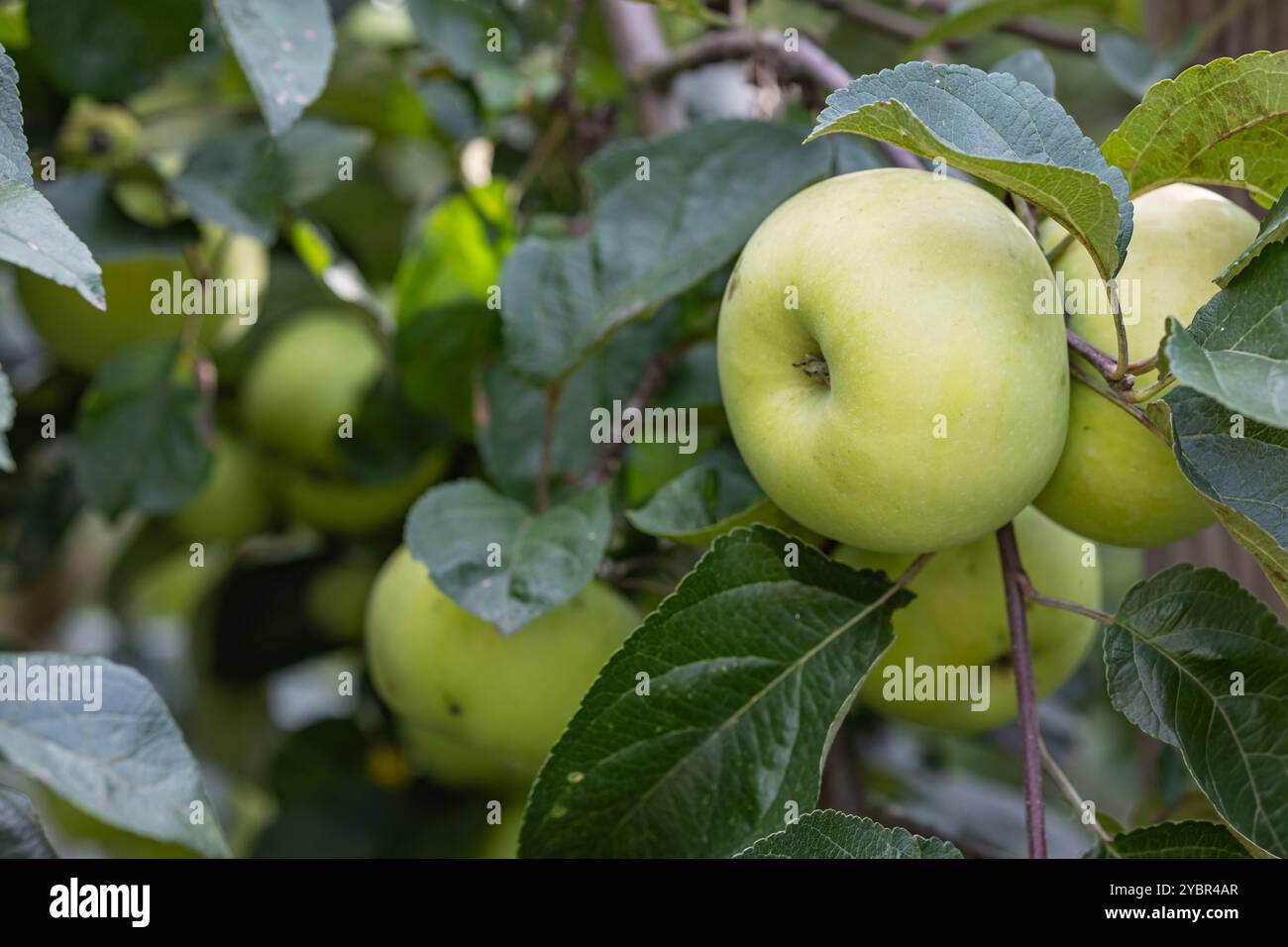 Growing organic green apples in hi-res stock photography and images - Alamy