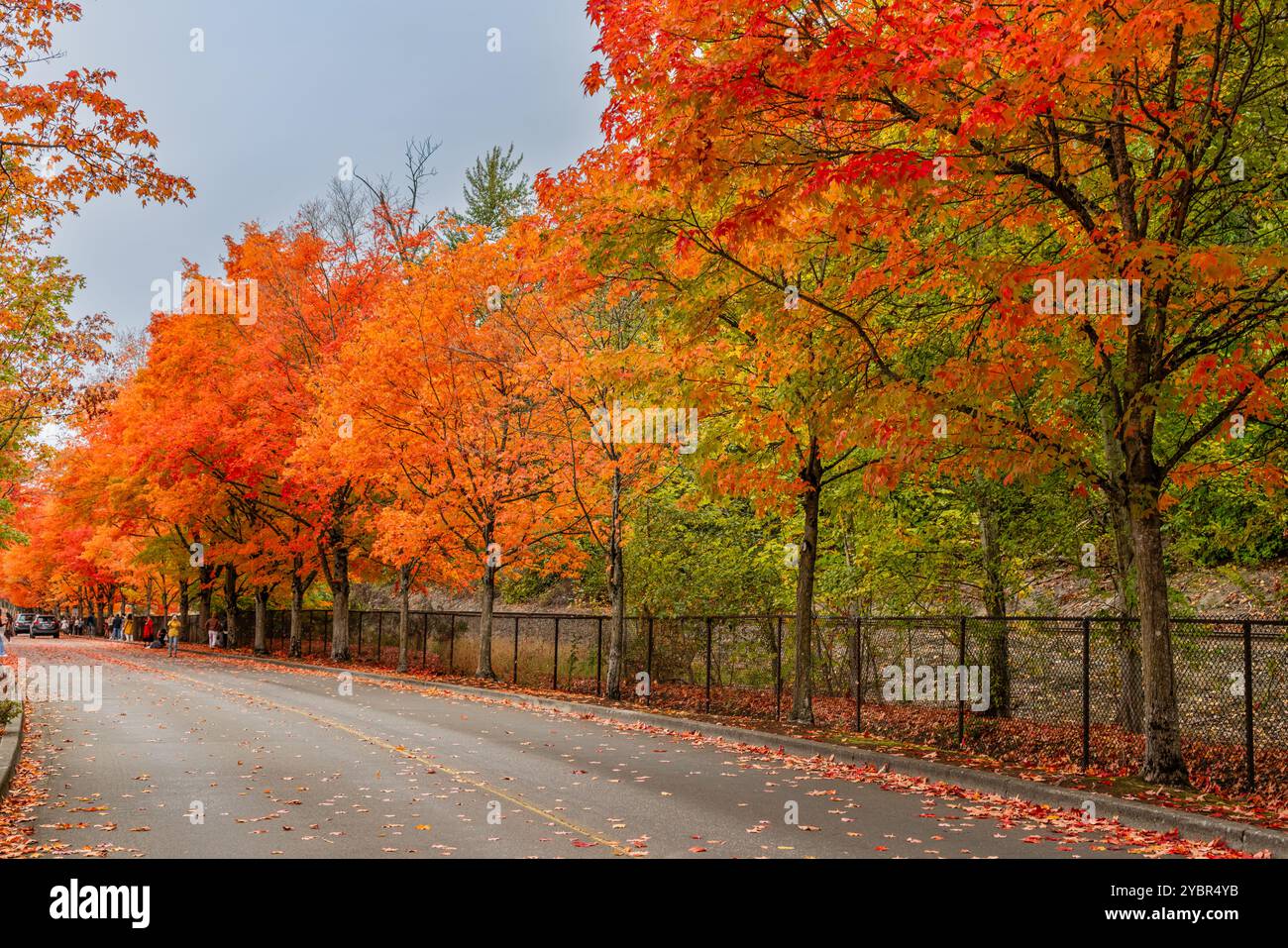 Trees with brilliant fall colors at Coulon Park in Renton, Washington Stock Photo - Alamy