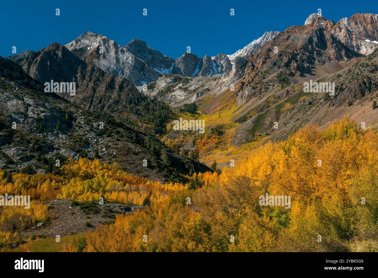 Aspen, McGee Creek, John Muir Wilderness, Inyo National Forest, Eastern ...