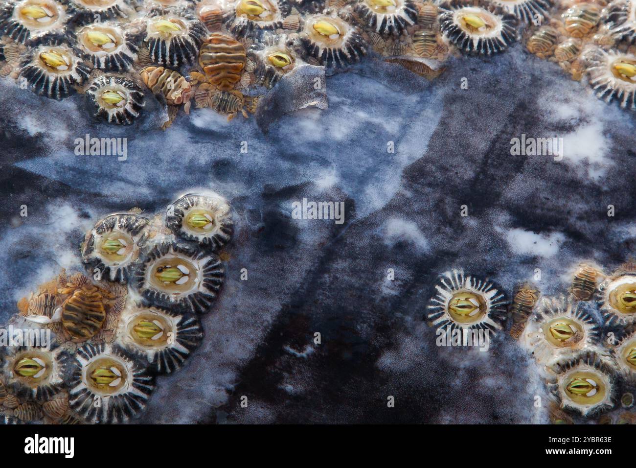 Close up detail of barnacles and whale lice on the skin of a gray whale ...