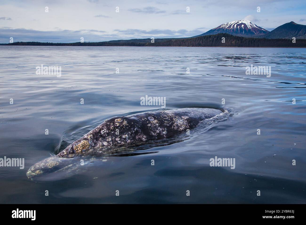 Close up detail of barnacles and whale lice on the skin of a gray whale ...