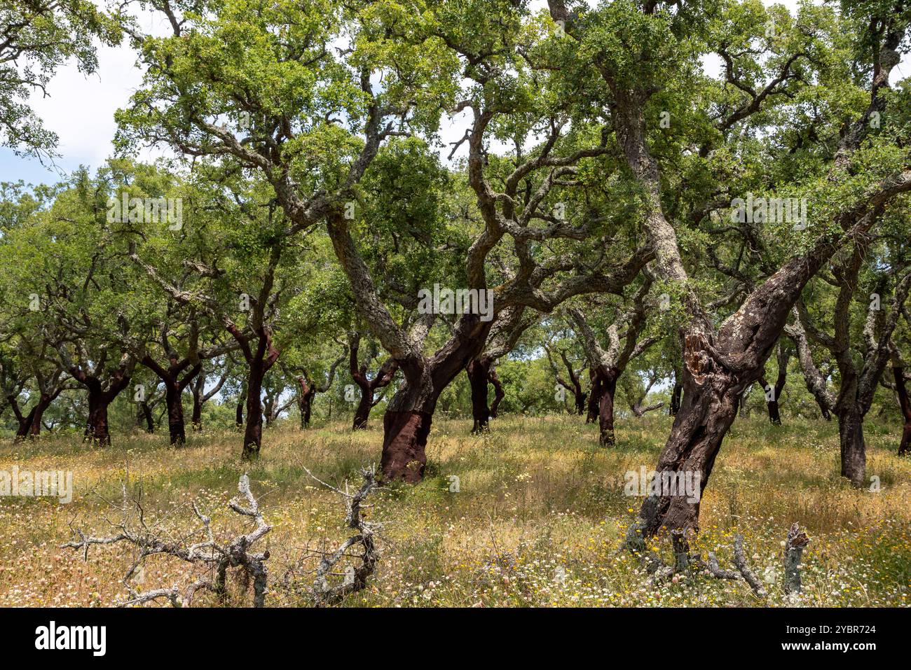 Plantation of corc trees close to Evora, the iconic Portuguese ...