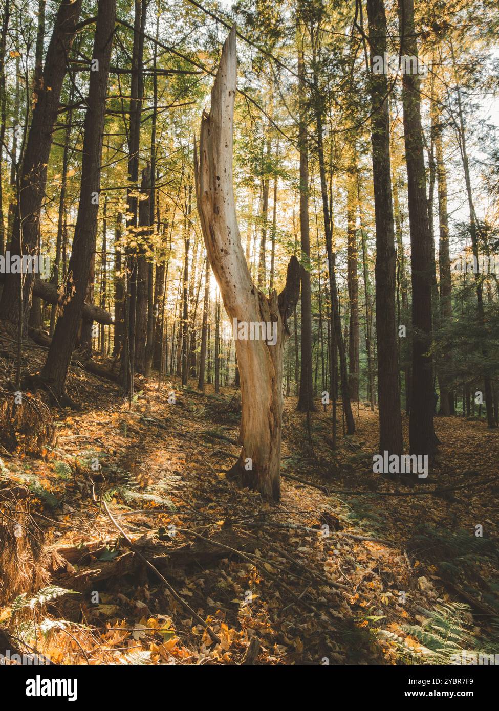 Chaplain area hi-res stock photography and images - Alamy