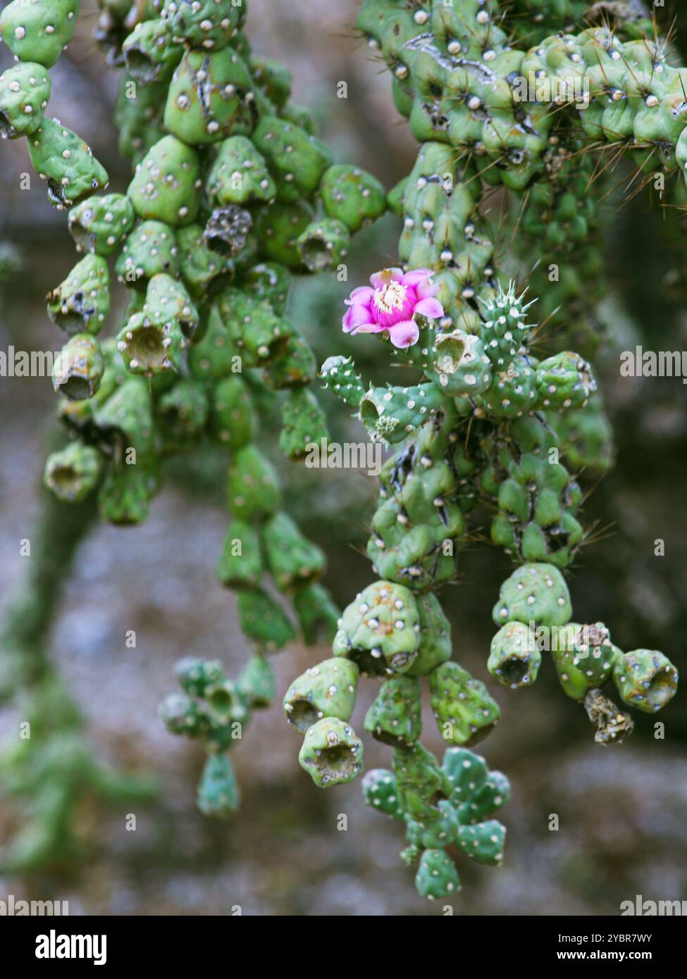Pink Flower on a Cholla Cactus in the Sonoran Desert, Tucson, Arizona ...