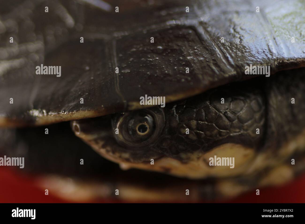Turtle in wetland photo hi-res stock photography and images - Alamy