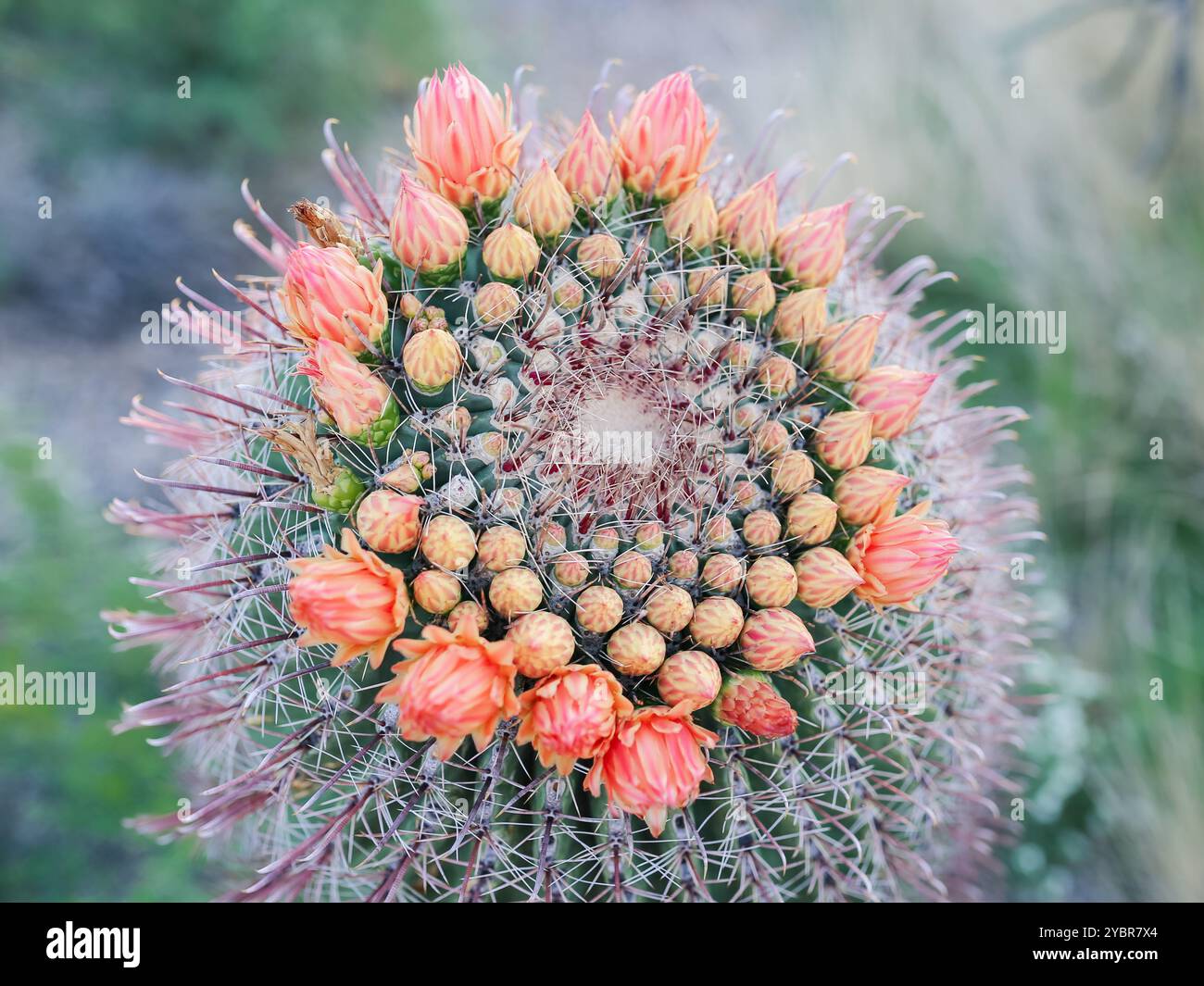 Fishhook Barrell Cactus Flower in Bloom in Tucson Arizona Sonoran ...
