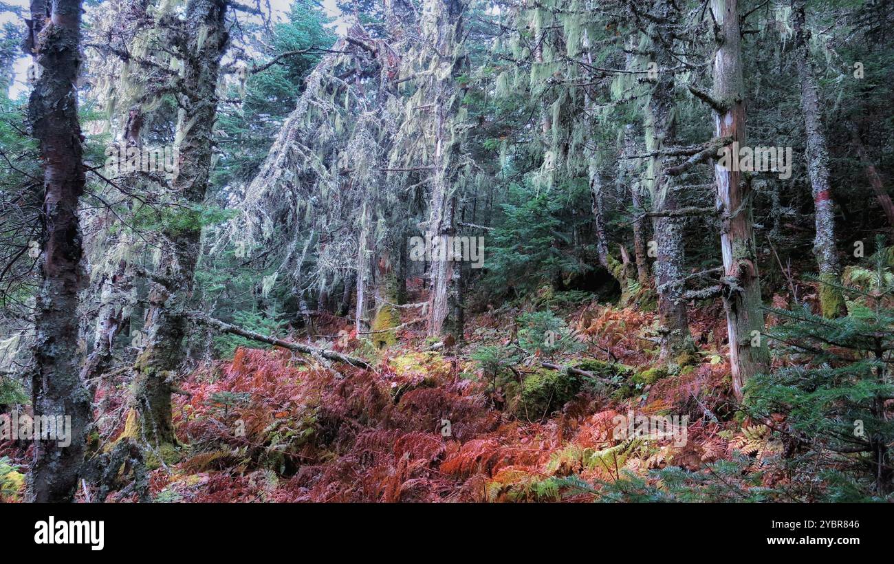 Porter Mountain Forest with Ferns and Lichen, Adirondack State Park ...