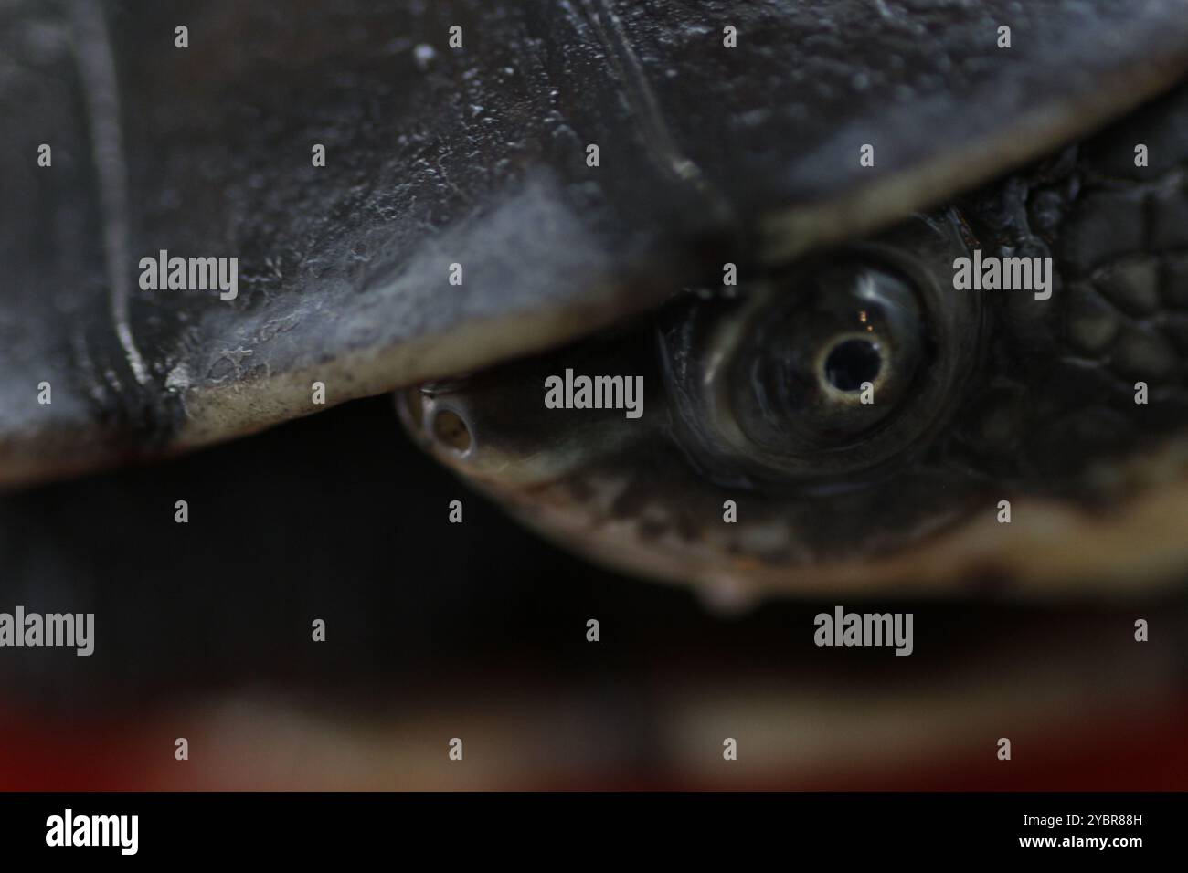 Aquatic sideneck turtle hi-res stock photography and images - Alamy