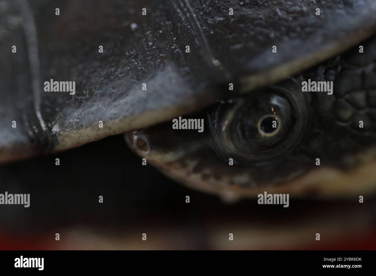 Aquatic sideneck turtle hi-res stock photography and images - Alamy