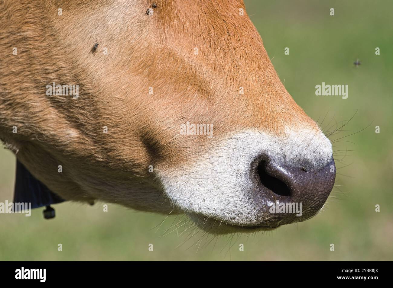 Close-up detail of cow muzzle. Ethics of eating meat concept. Funny ...