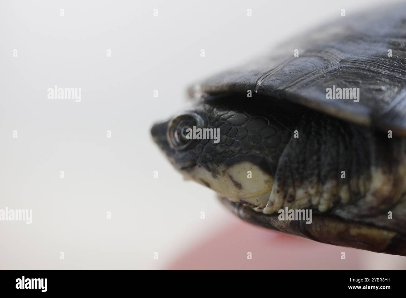 Aquatic sideneck turtle hi-res stock photography and images - Alamy