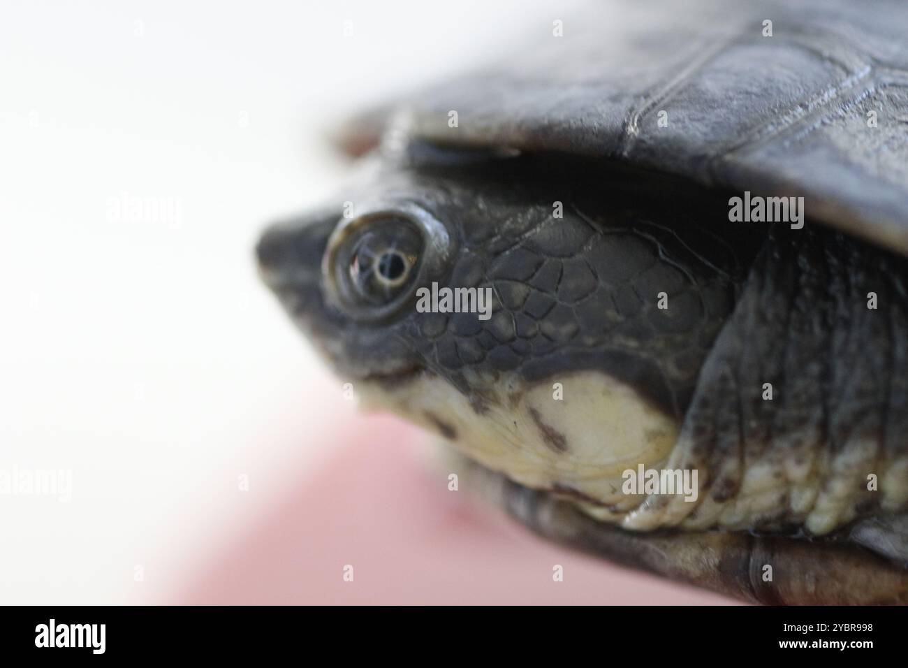 Aquatic sideneck turtle hi-res stock photography and images - Alamy